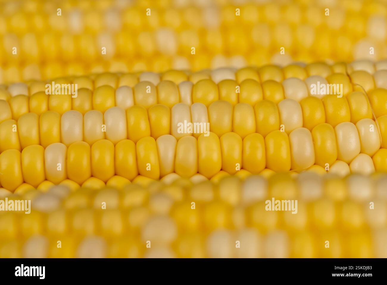 corn cob with yellow and white seeds of different sizes and shades ...