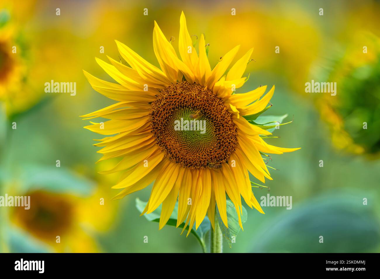 Big, bold and beautiful sunflowers on a farm at Hobbys Yards, Central ...