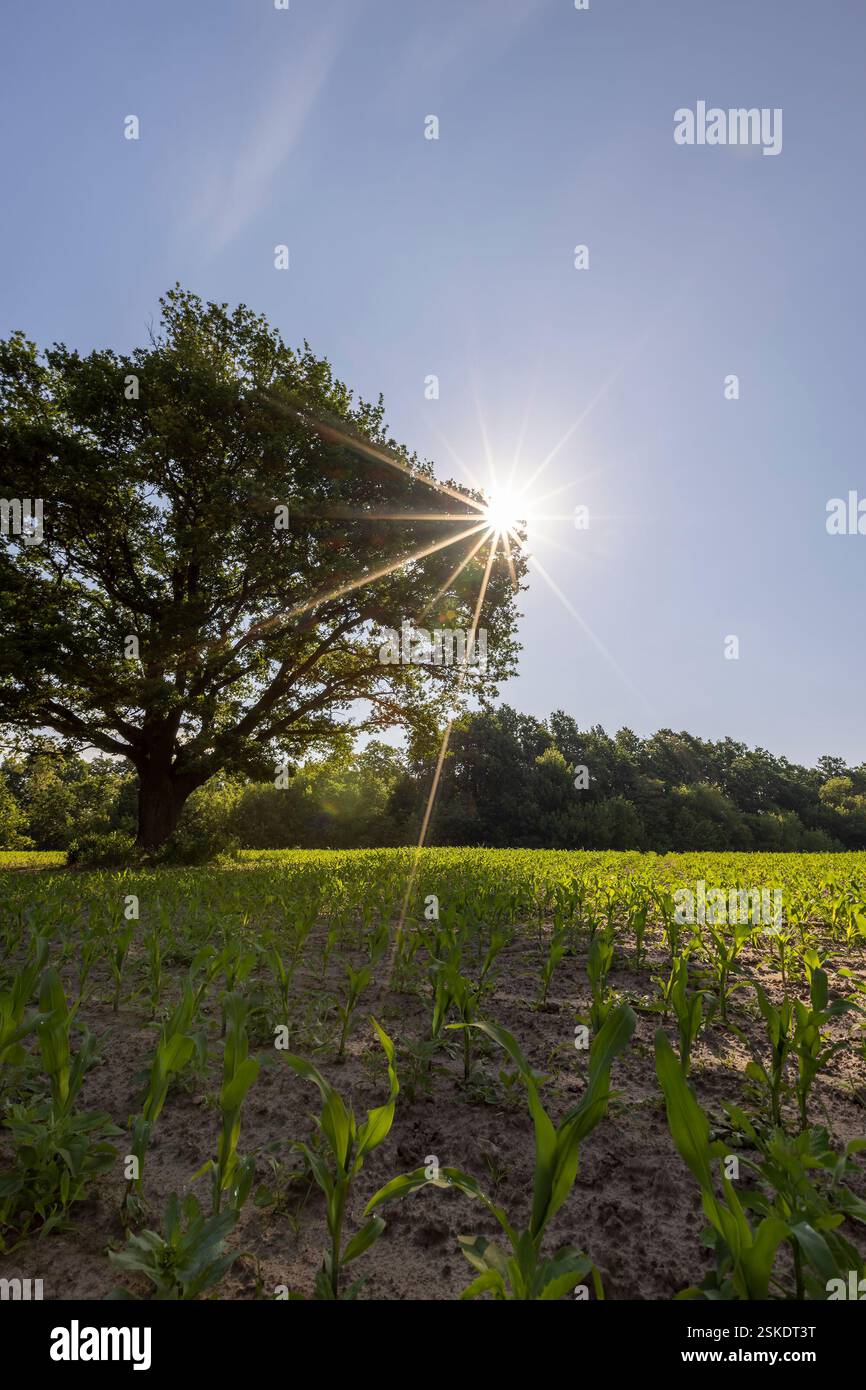 the only one oak in a green cornfield with young sweet corn plants, one ...