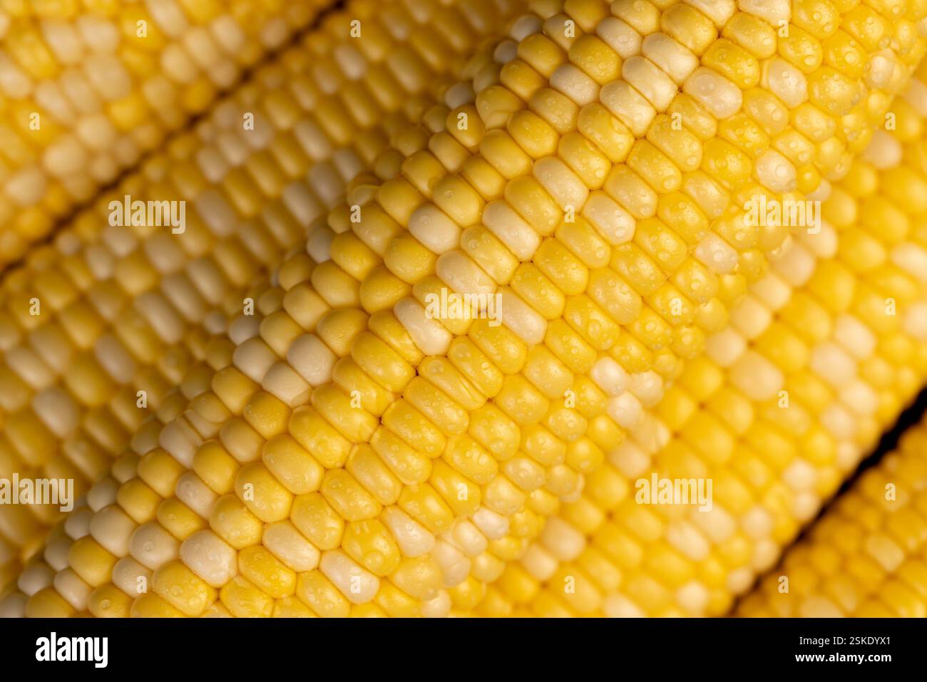 wet corn cob with yellow seeds of different sizes , sweet corn for ...