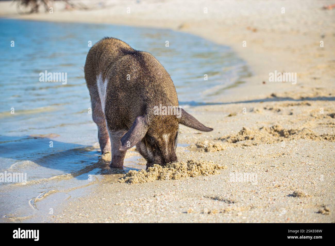a pig search in the sand some food in Phi Phi Island Stock Photo - Alamy