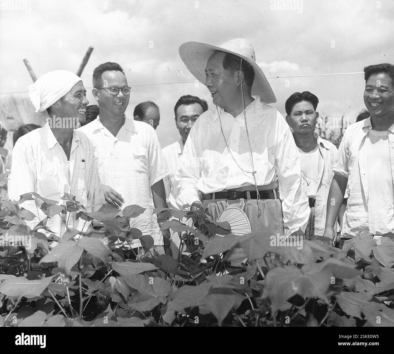 Mao Zedong--- Mao Tse-tung beim Besichtigen einer Baumwollplantage ...
