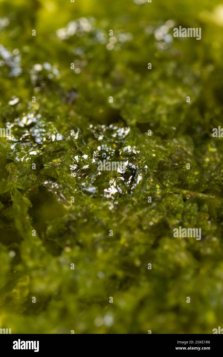thin green algae, natural green algae that are used to prepare Japanese ...