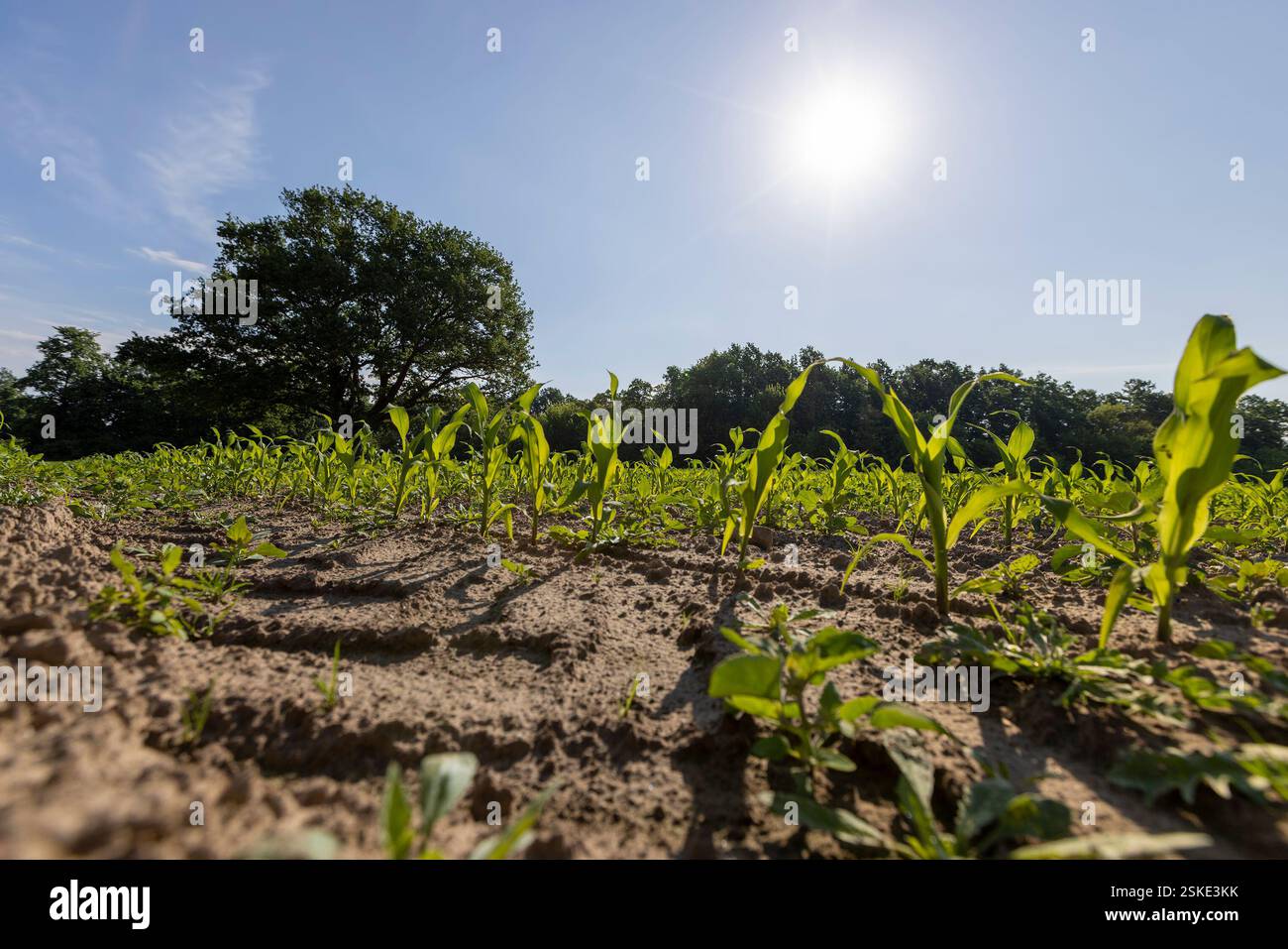 a lonely oak tree and sweet corn sprouts near the forest, sunny weather ...