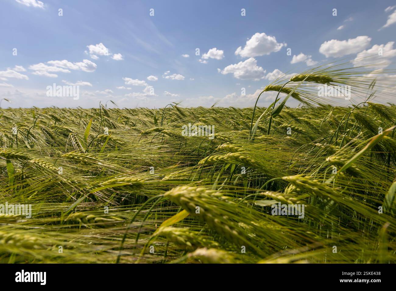 sky with clouds and an agricultural field where rye grows, the ...