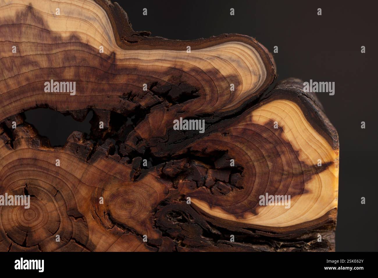 larch tree with annual rings closeup, a section of the trunk of the ...