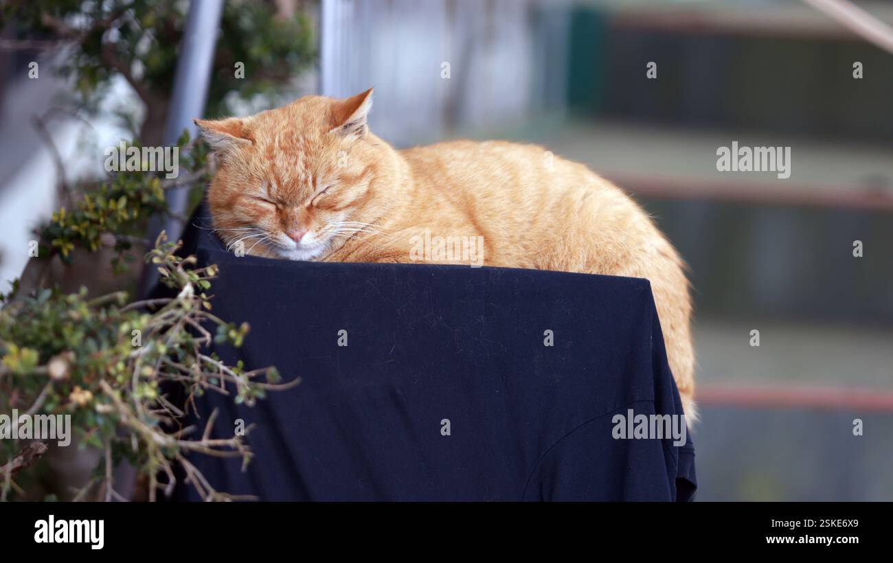 big cat sleep outdoor in Japan Stock Photo - Alamy