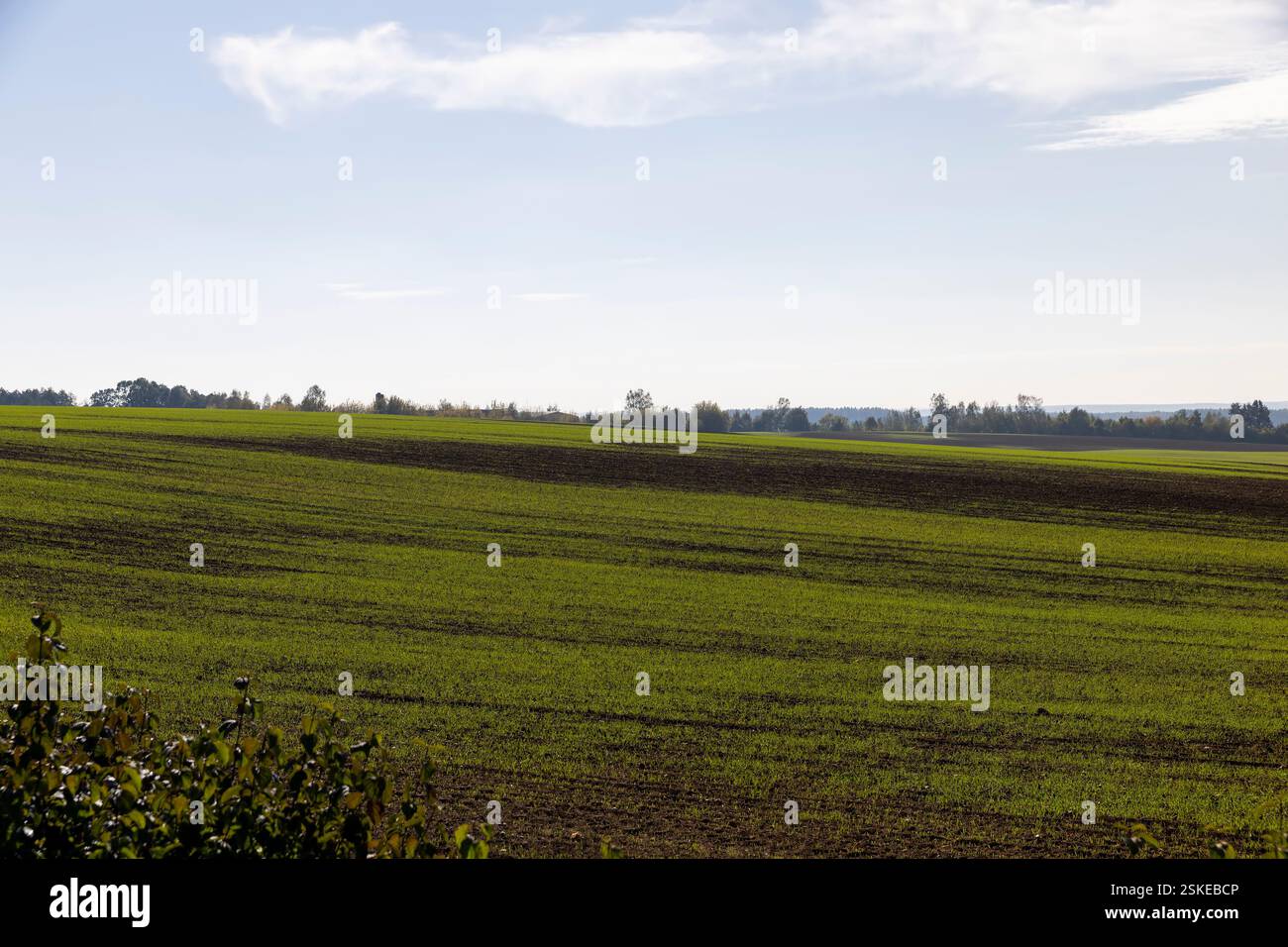 wheat hybrid with frost resistance, hybrid wheat planted for winter to ...