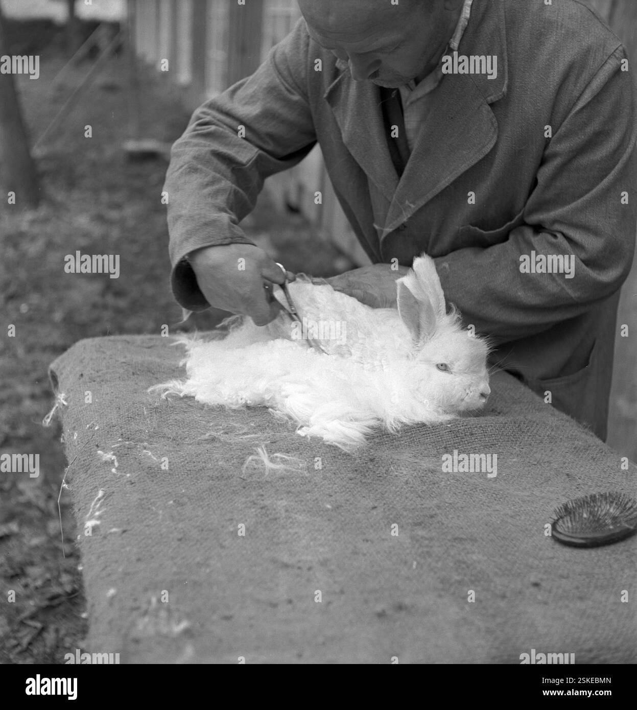 Angora rabbit image Black and White Stock Photos & Images - Alamy