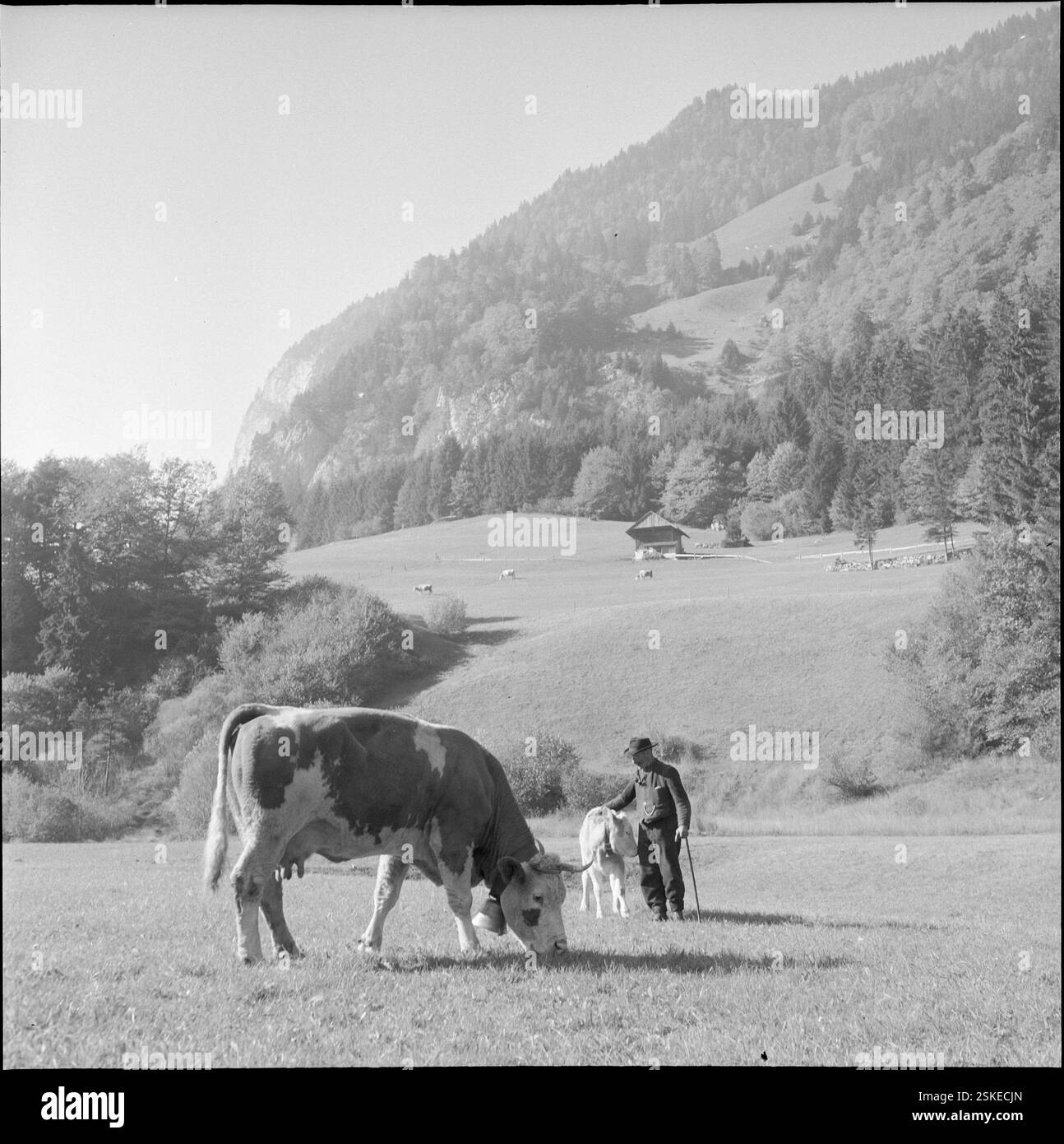 Herbststimmung in den Bergen, Bauer mit Kuh und Kalb, 1958#Autumn mood ...