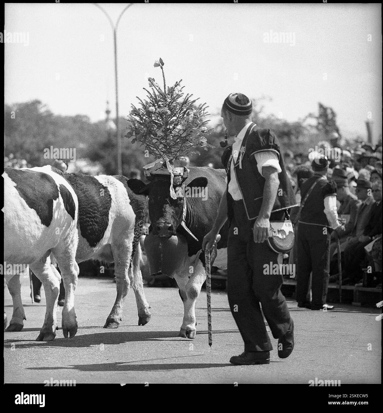 Eidgenössisches Trachtenfest in Lausanne, 1964: Bauer mit geschmückter ...