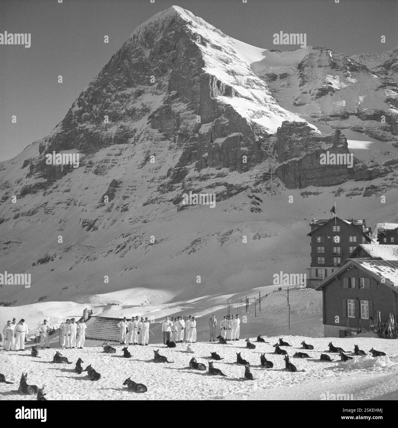 Rescue dog training in Black and White Stock Photos & Images - Alamy