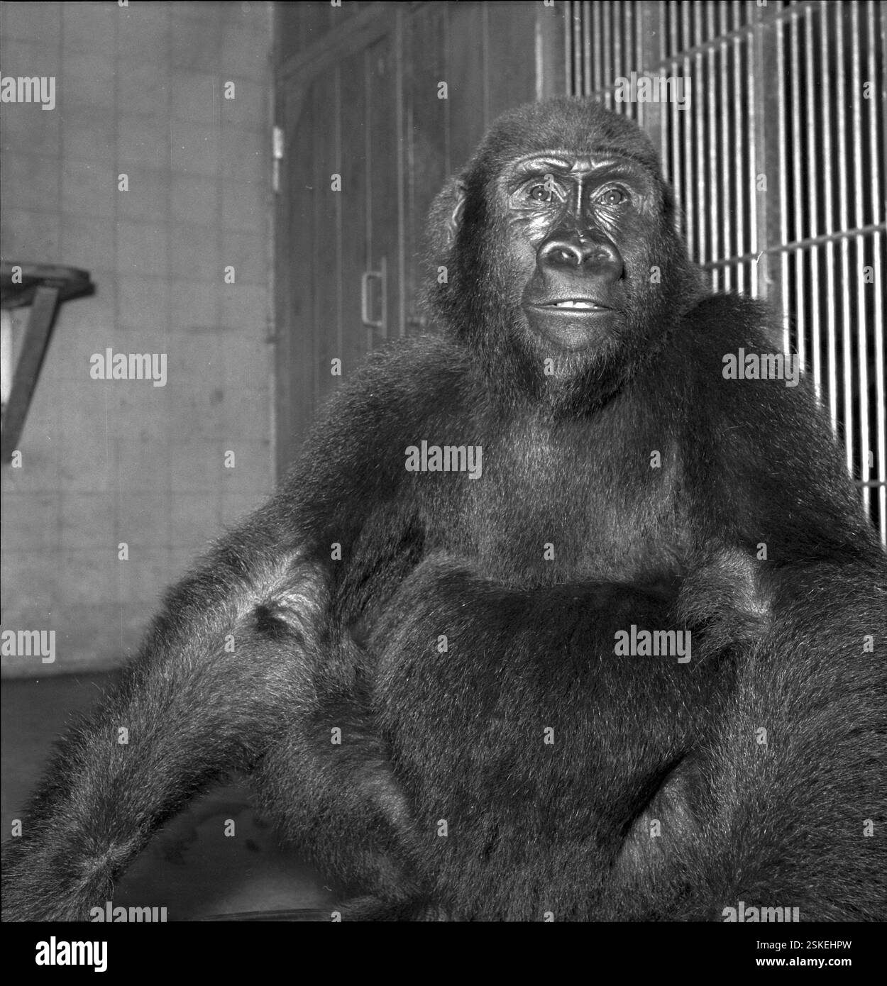 Gorilla-Männchen im basler Zoo 1945#Mail gorilla at Zoo Basel, 1954 ...