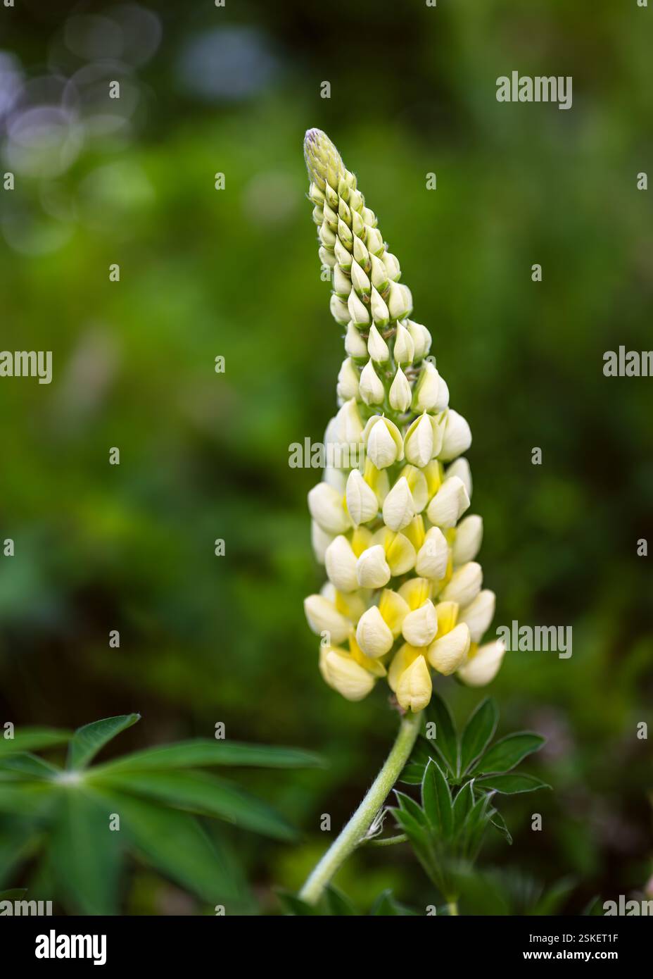 Beautiful yellow blooming lupine flowers on blur blue background ...