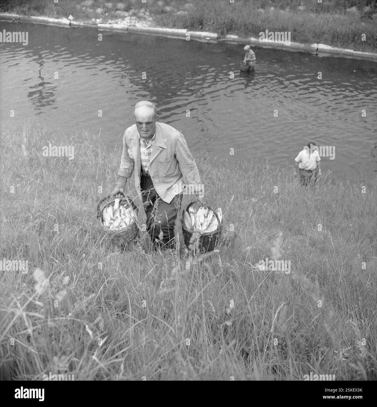 Chemieunfall verursacht Fischsterben, Einsammeln toter Fische in der ...