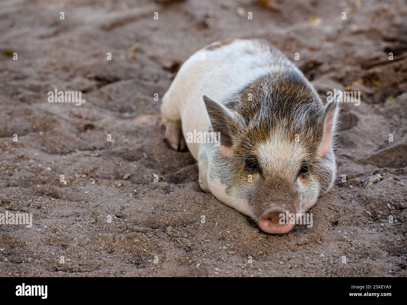 baby pig sleep in the sand on pig island Stock Photo - Alamy