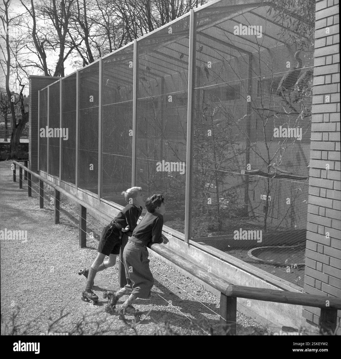Zwei Jungen betrachten Vögel in Volière, Luzern 1954#Two boys watching ...