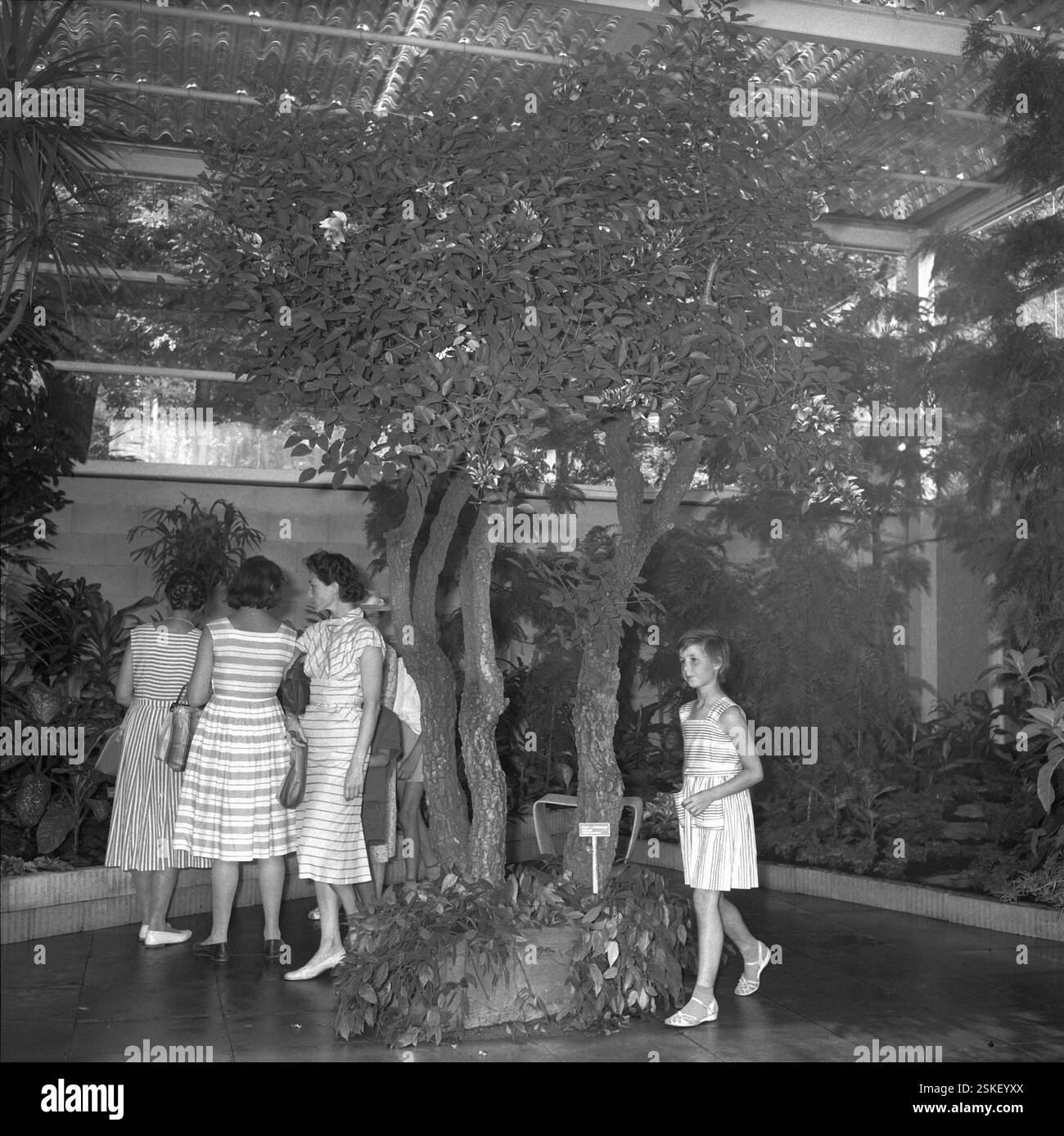 Besucher beim Korallenstrauch im Tropengarten Zürich 1959#Coral bean ...