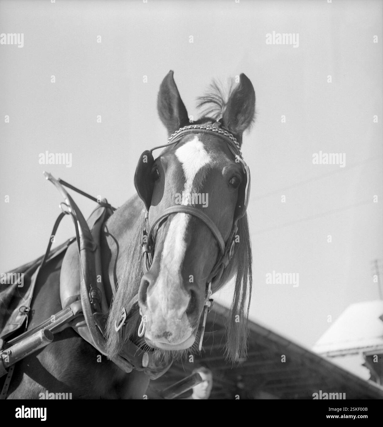 Scheuklappen Black and White Stock Photos & Images - Alamy