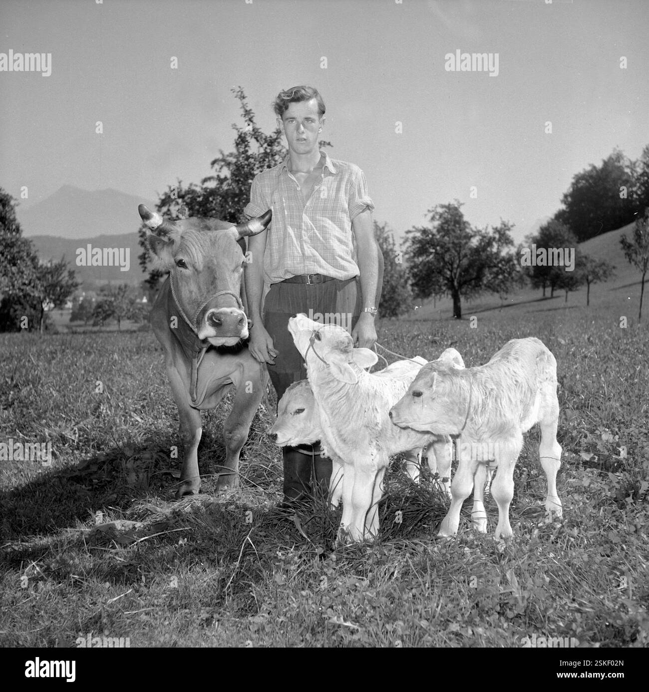Bauer mit Mutterkuh und drei Kälbern Drillinge, Kriens 1953#Farmer with ...