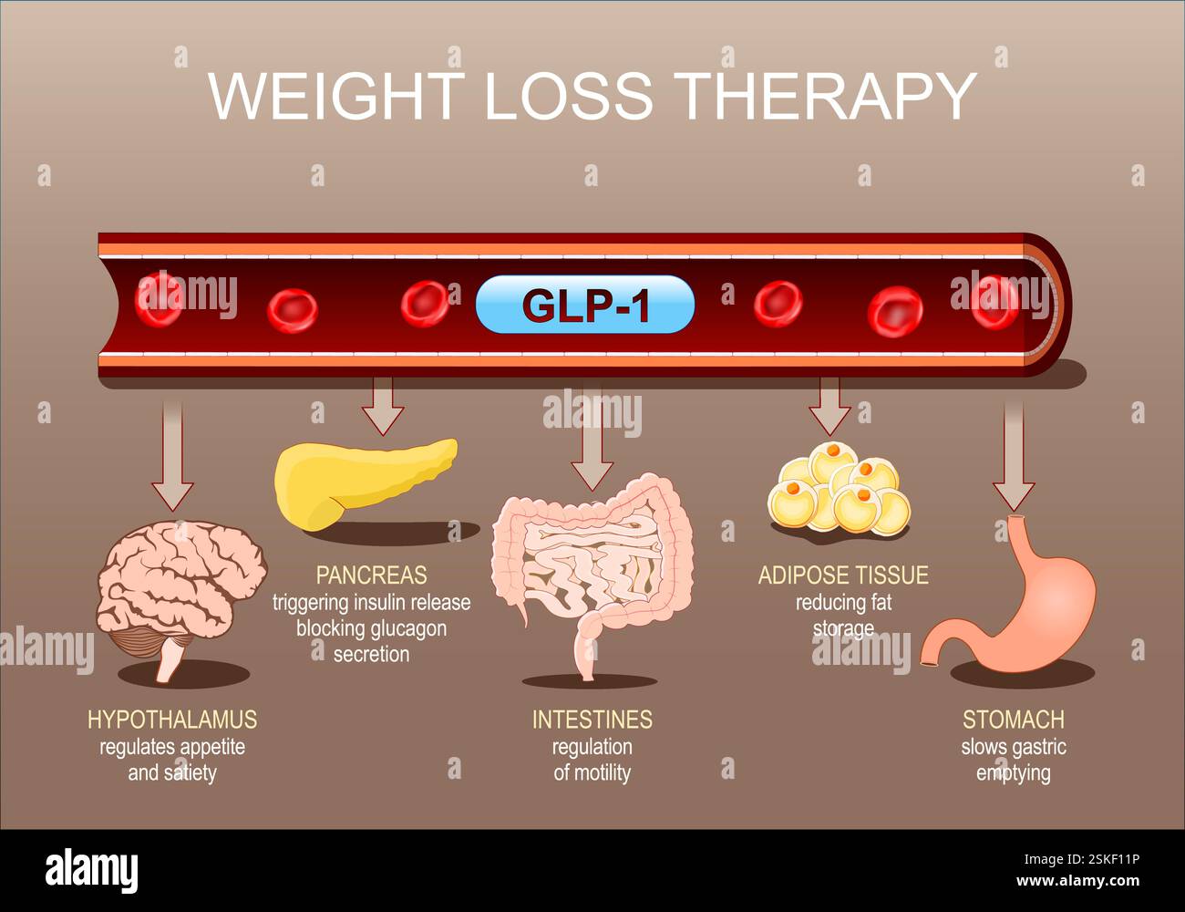 Weight loss therapy and GLP-1. Gastrointestinal hormones. Role of ...