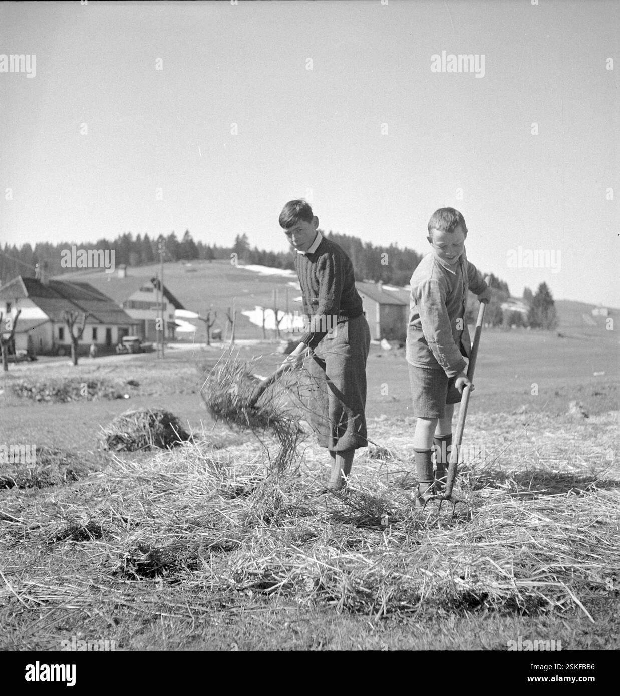 Zwei Jungen beim Heuen in La Brévine, 1951#Two boys making hay in La ...