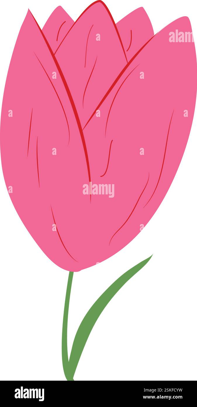 Tulipa lily Stock Vector Images - Alamy