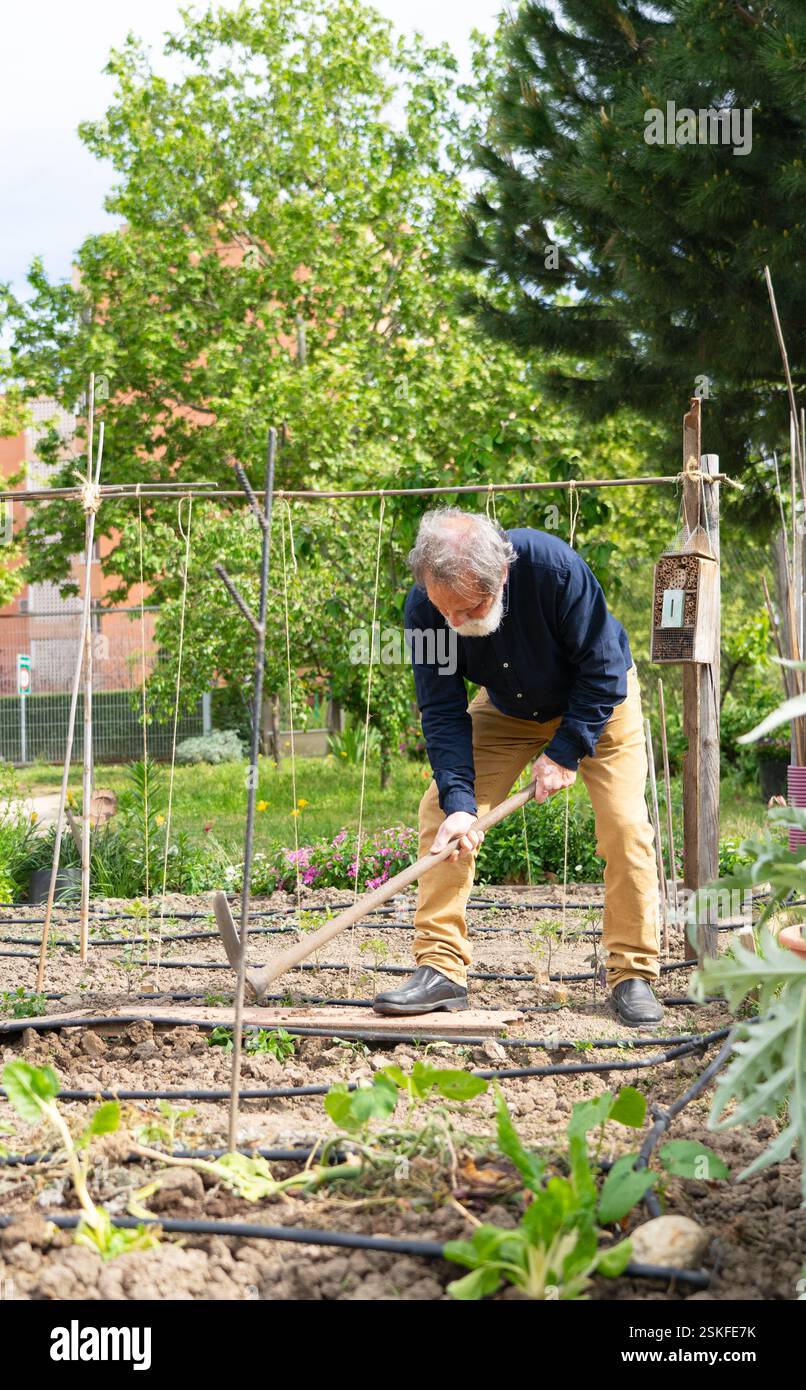 Elderly man using hoe in community garden, taking care of plants and ...