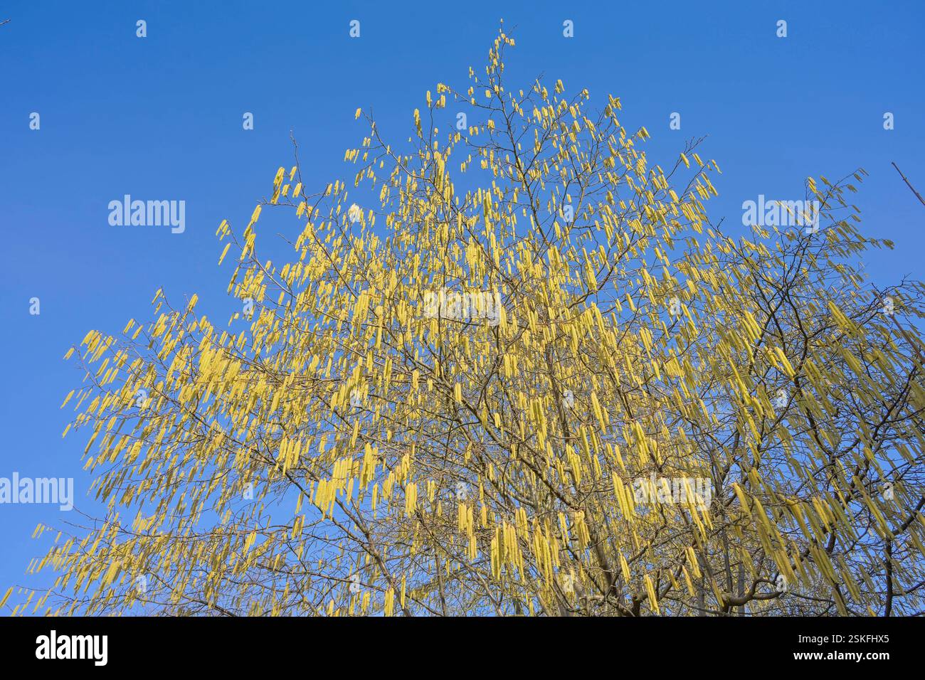 Blüte der Hasel, Pollen *** Flower of the hazel, pollen Stock Photo - Alamy