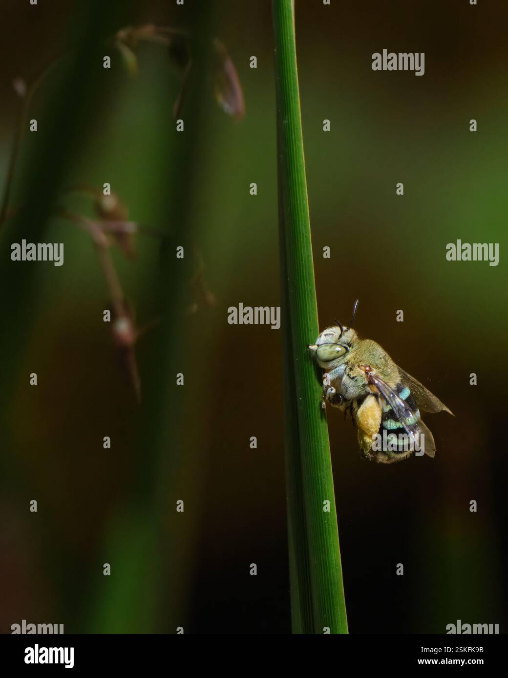 Blue pollen sac hi-res stock photography and images - Alamy