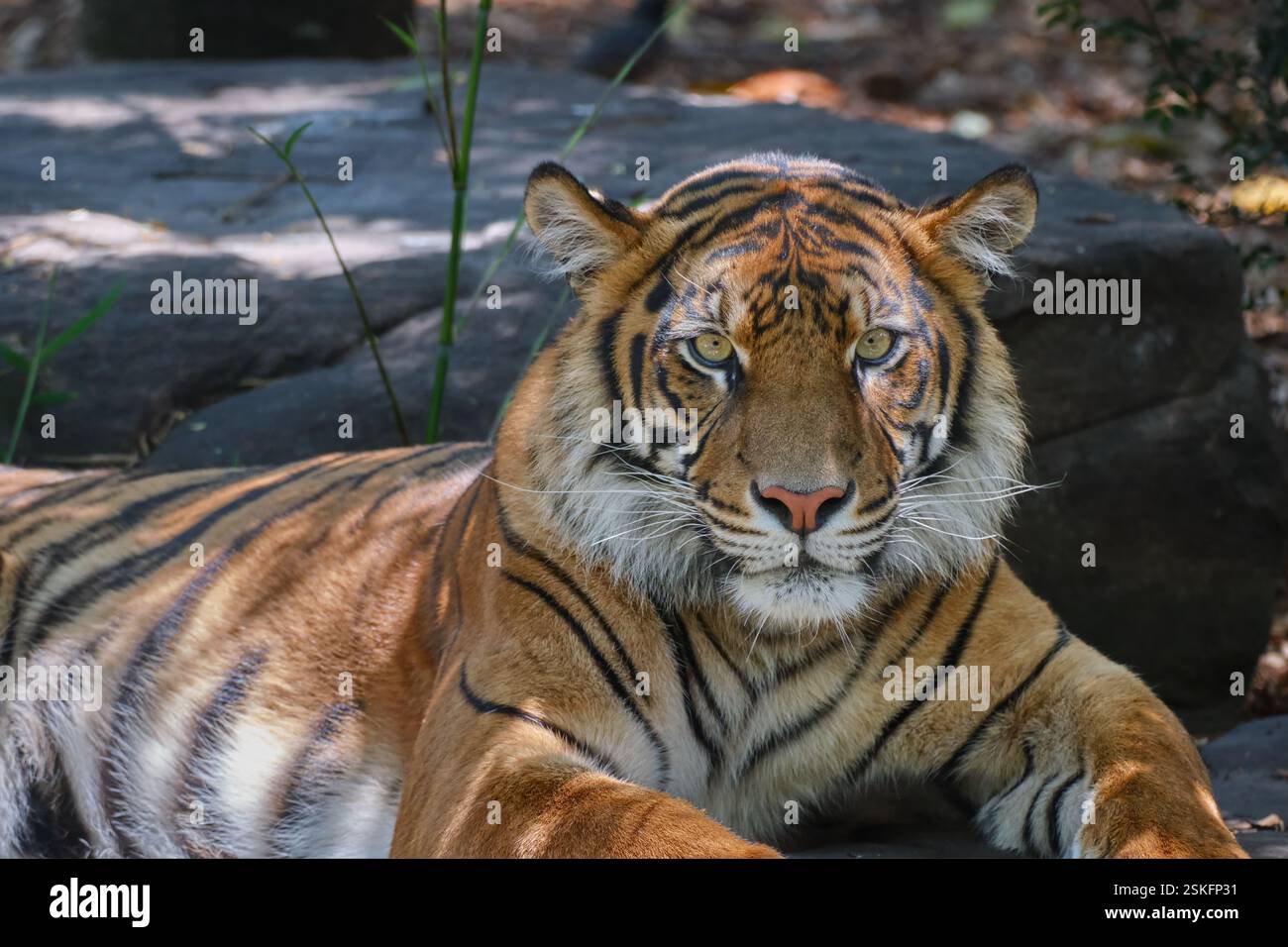 Stripes tiger hi-res stock photography and images - Alamy