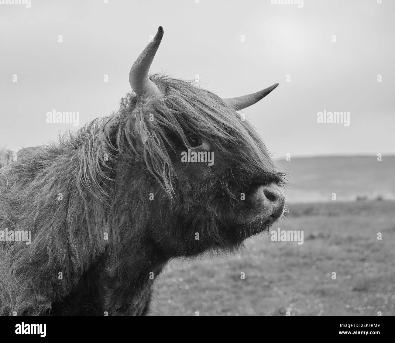 Hairy Black and White Stock Photos & Images - Alamy