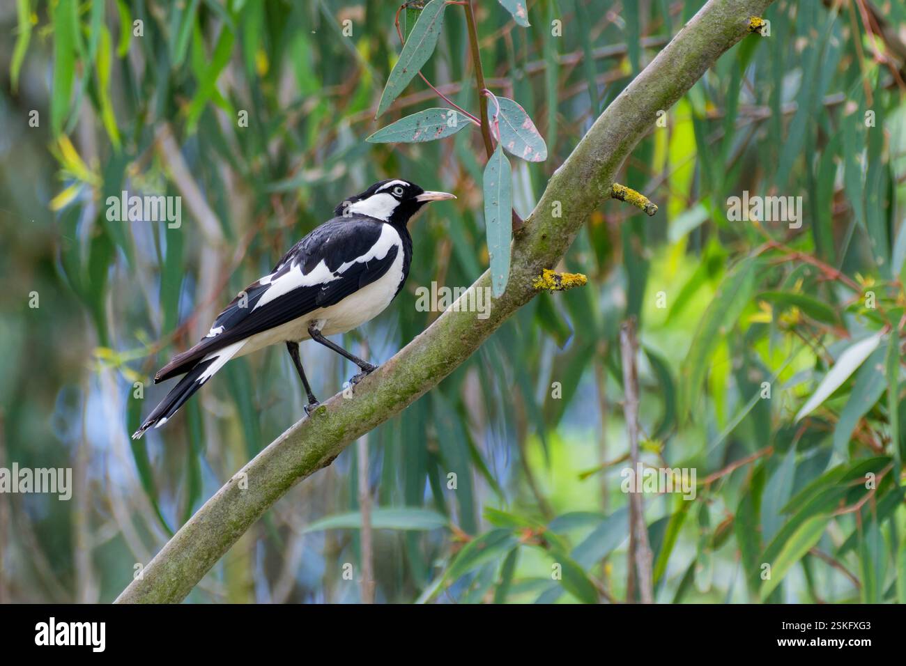 Australian magpie bird perching hi-res stock photography and images - Alamy