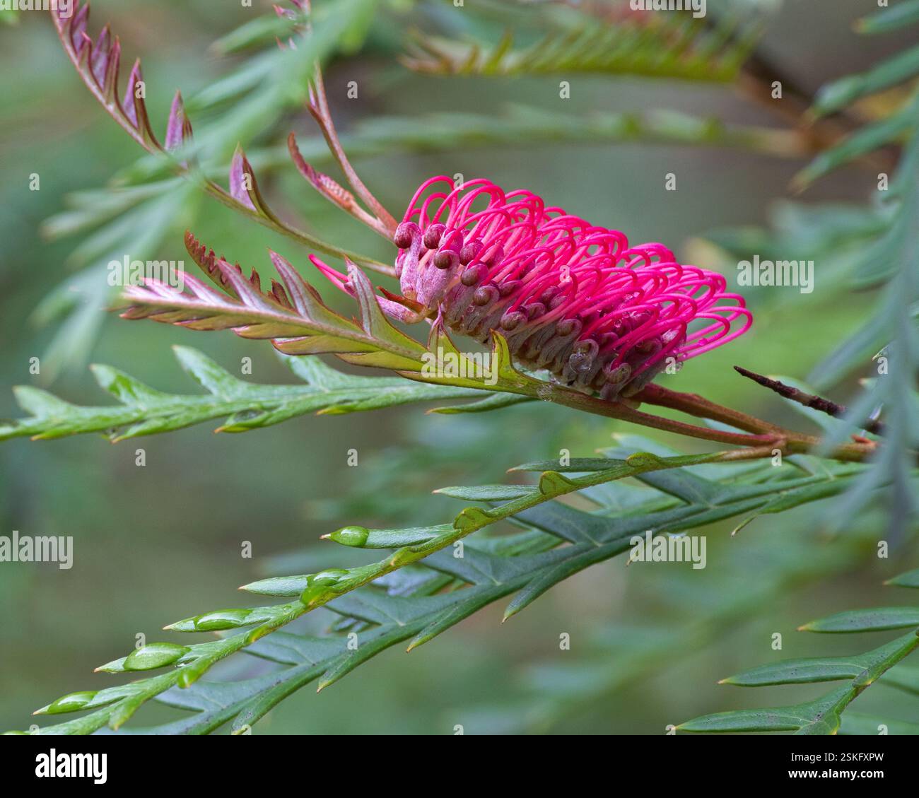 One sided raceme hi-res stock photography and images - Alamy