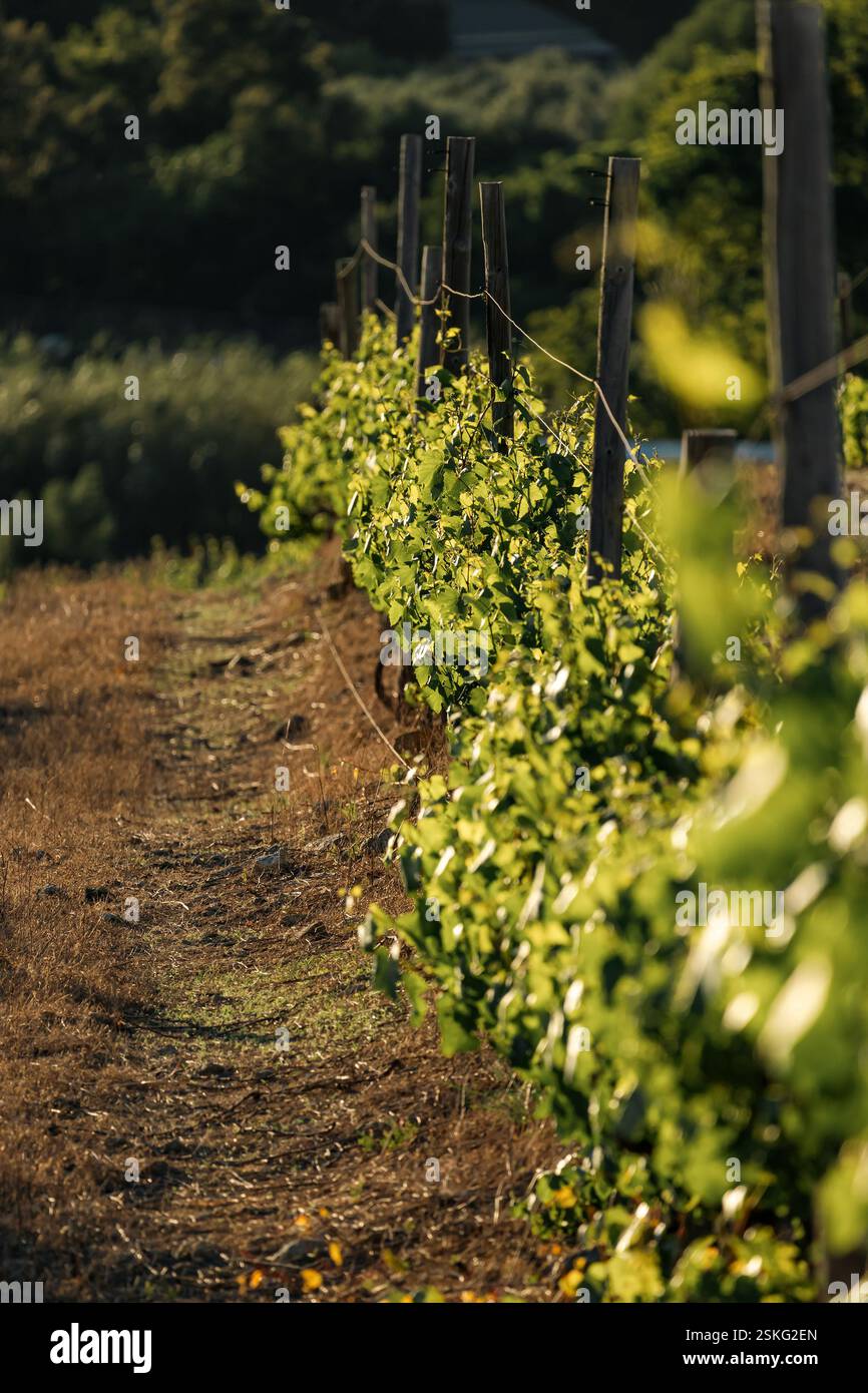 Green grapevine bushes close-up. Small vineyard, winery, row of grape ...