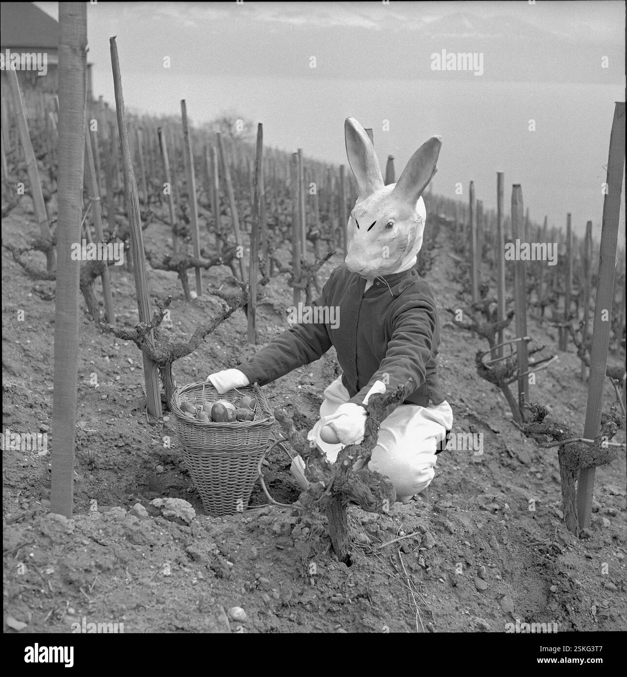 Osterhase in den Reben # Easter bunny in the grapevine #--- Der ...