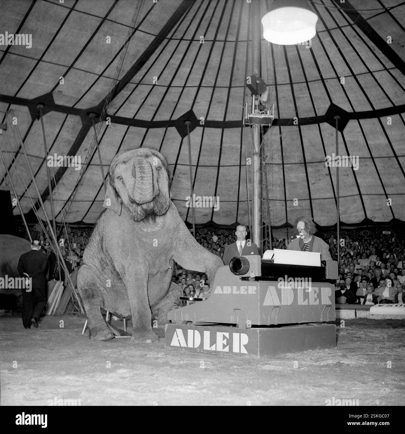 Zirkus-Elefant beim Schreibmaschinenschreiben 1955#Circus elephant ...