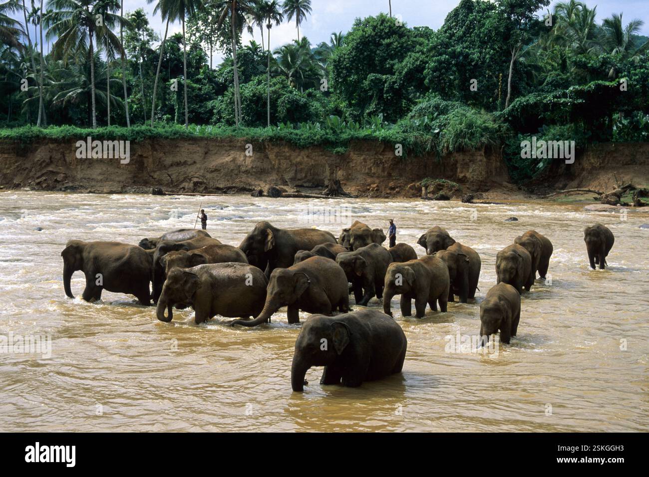 Asiatic elephants bathing in the Maha Oya river at Pinnewala Elephant ...