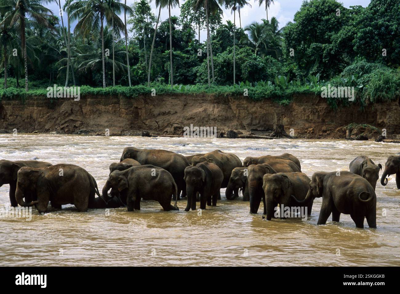 Asiatic elephants bathing in the Maha Oya river at Pinnewala Elephant ...