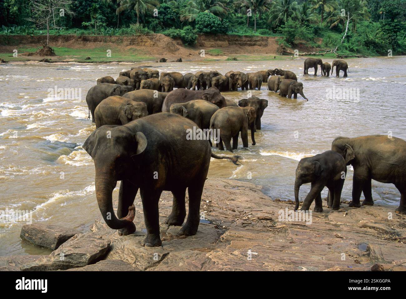 Asiatic elephants bathing in the Maha Oya river at Pinnewala Elephant ...