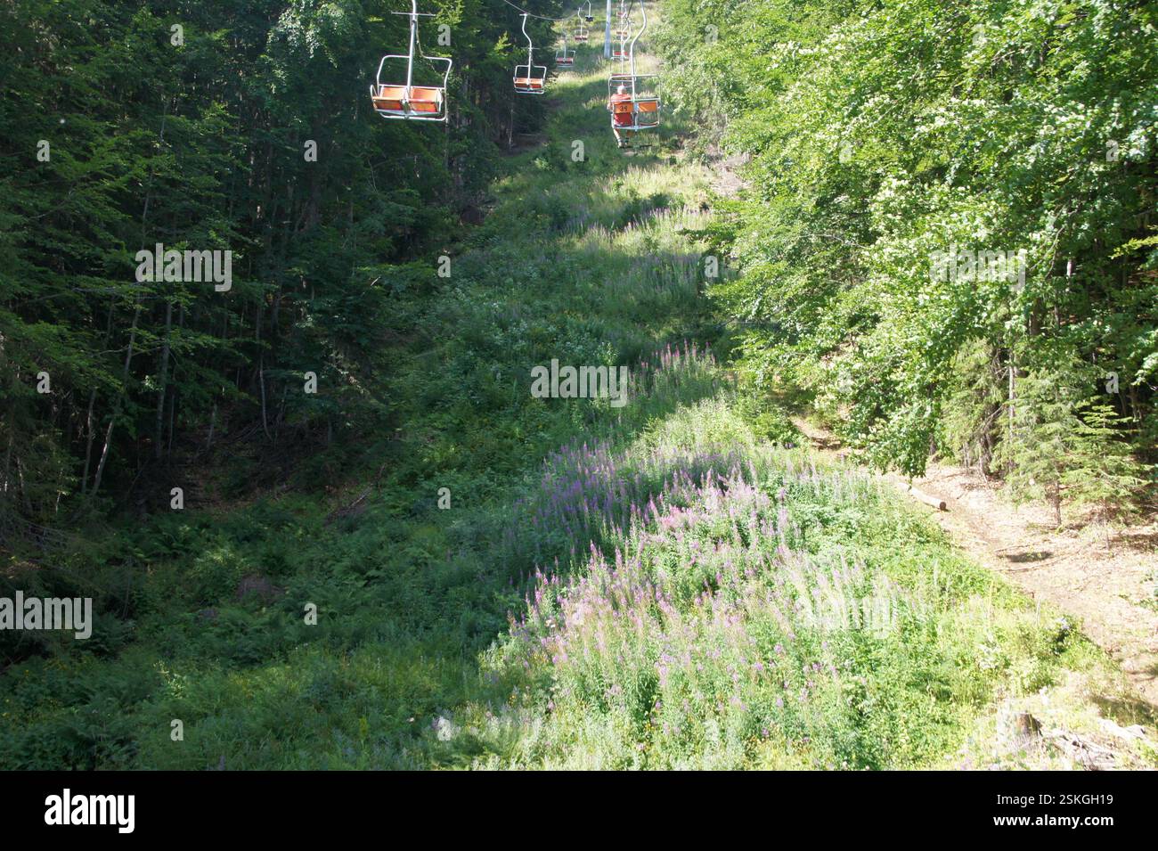 BULGARIA: Ski resort chairlift ascending a lush green slope dotted with ...