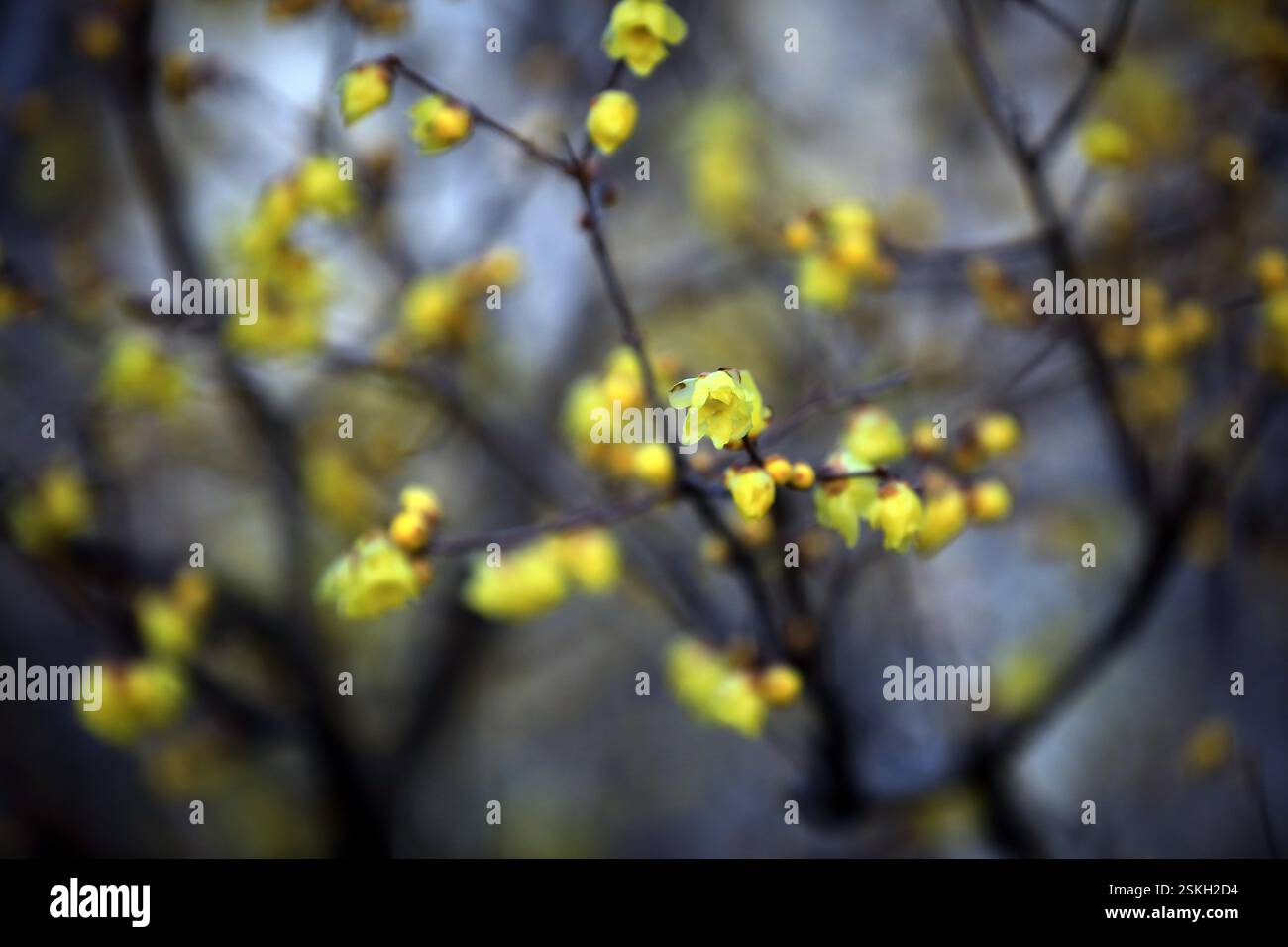 Wintersweet flowers burst into bloom in Huai'an City, east China's ...