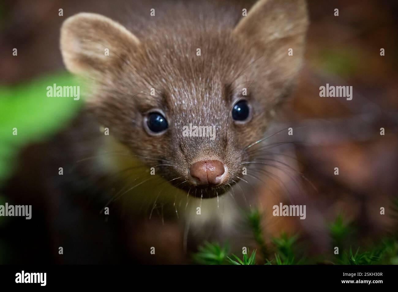 A curious pine marten cub made an acquaintance with a photographer in ...