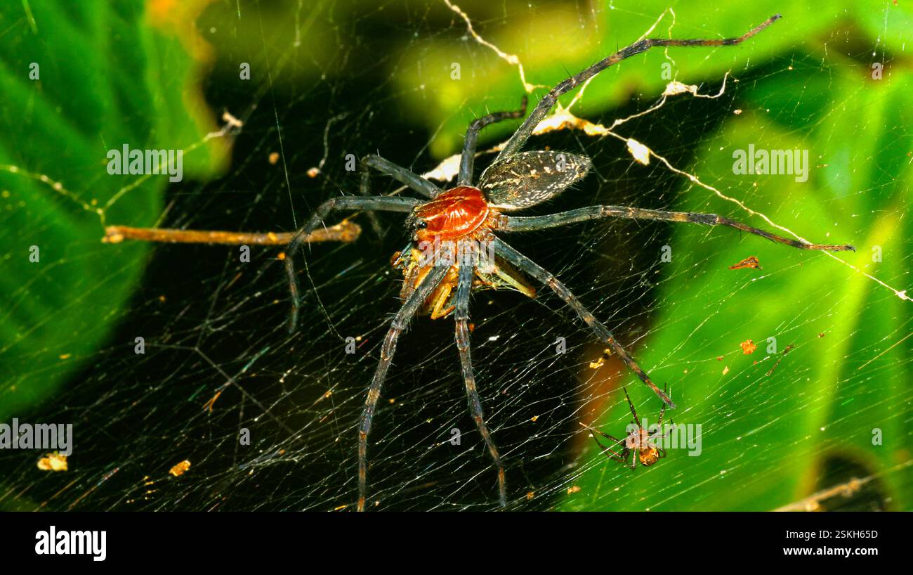 Tropical Spider Hunting, Tropical Rainforest, Napo River Basin ...