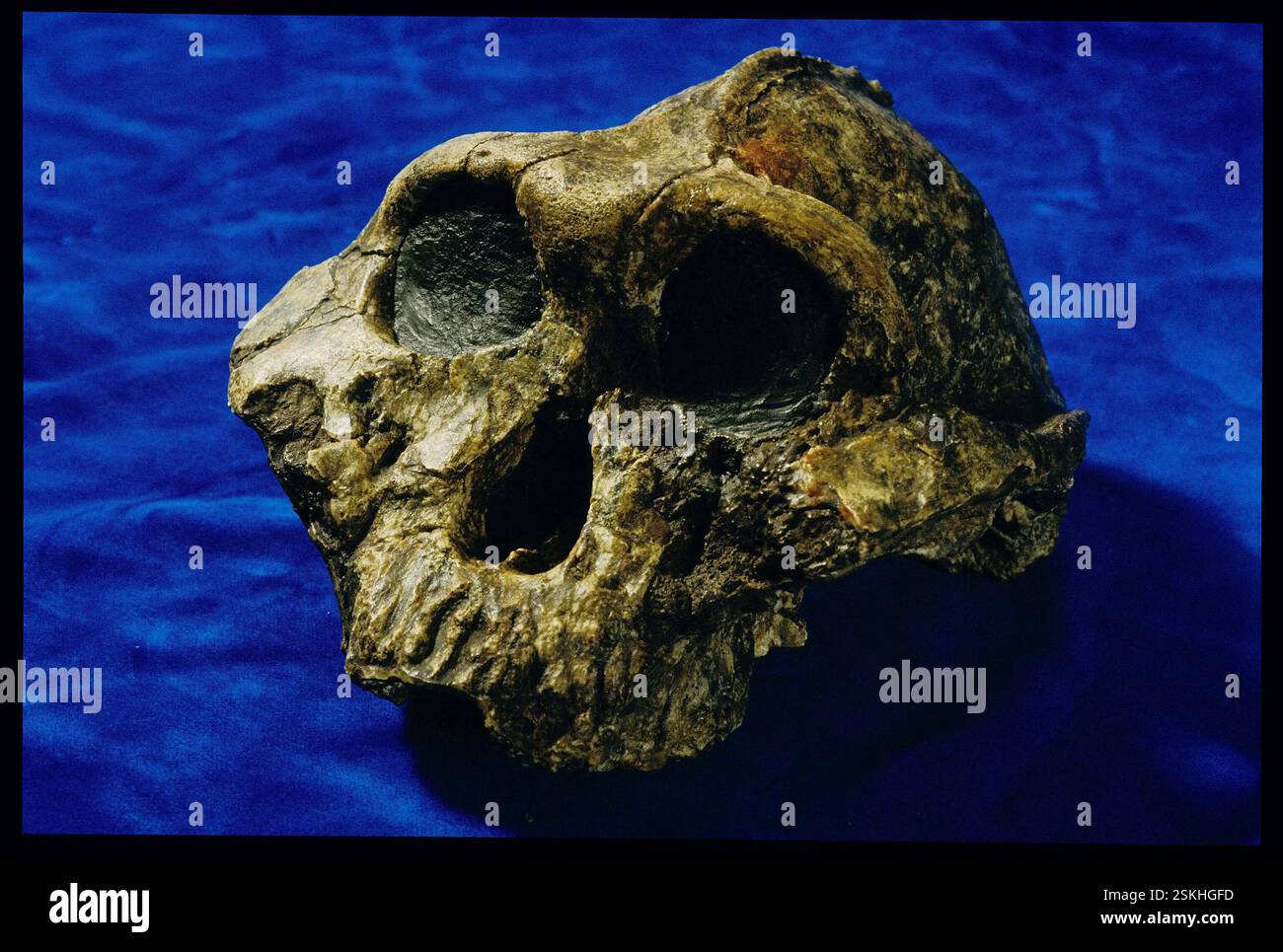 Schädel des Australopithecus Boisei, Nationalmuseum Kenia 1984#Skull of ...