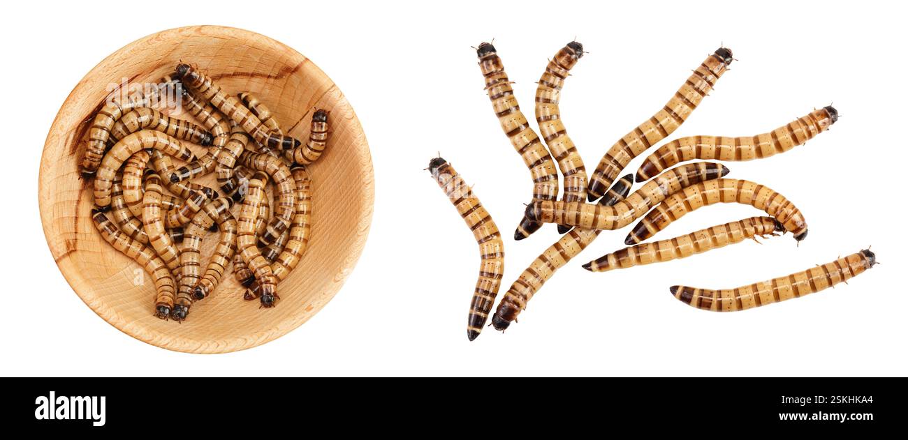 Worms larvae zophobas in wooden bowl isolated on white background. Food ...