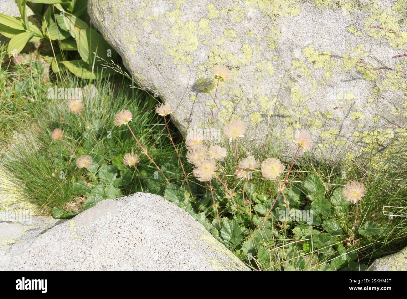 BULGARIA Wildflowers grow between rocks. Tiny white flowers with yellow ...