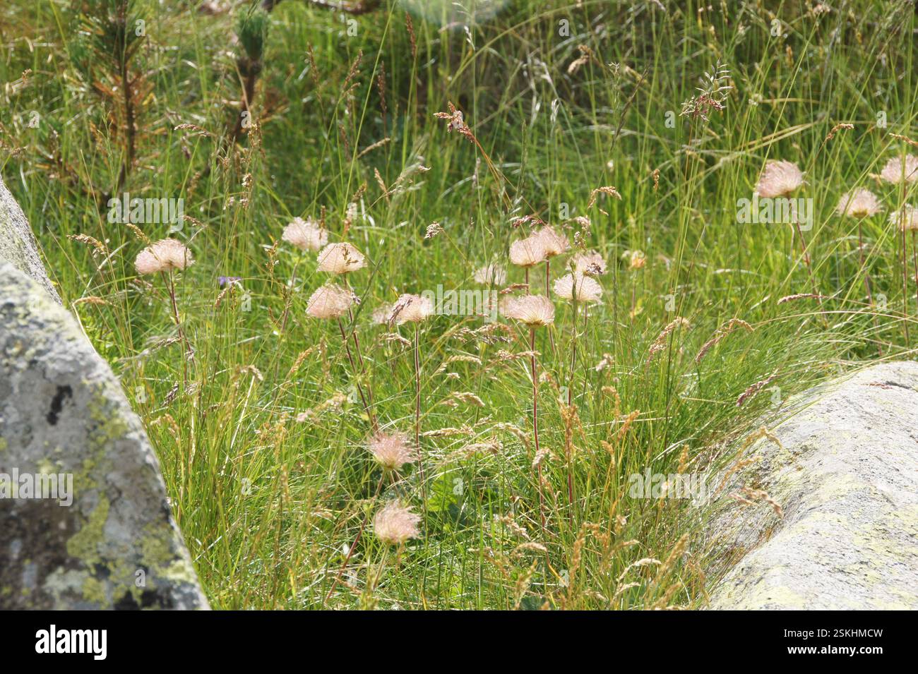 Wildflowerblossom hi-res stock photography and images - Alamy