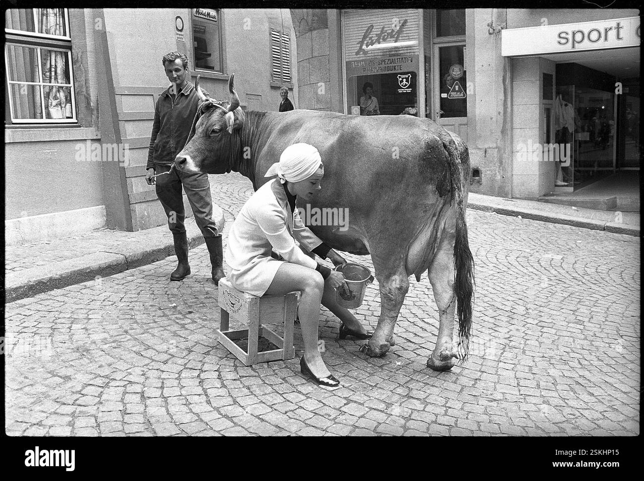 Elke Sommer, Sängerin und Schauspielerin, beim Melken einer Kuh, 1969# ...