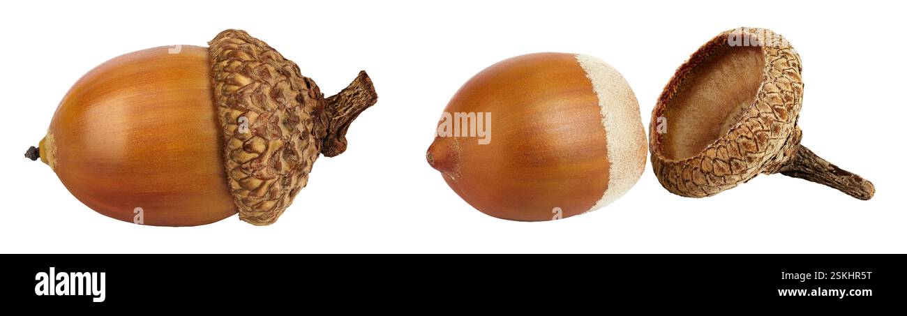 Brown acorn oak nut isolated on white background Stock Photo - Alamy